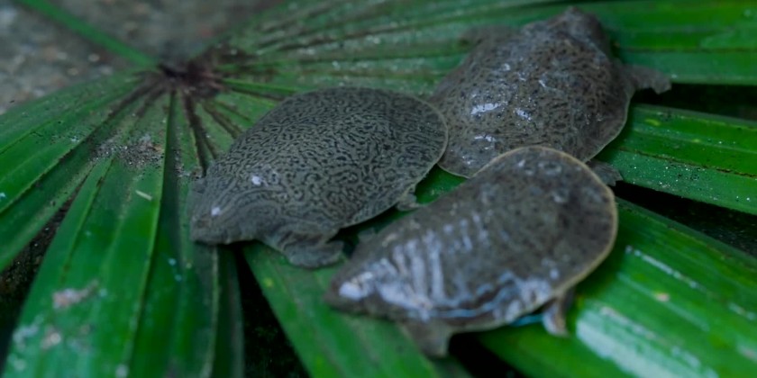 Breeding endangered turtles | Myanmar International TV