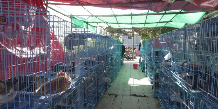China's animal lovers fight illegal cat meat trade | Myanmar ...