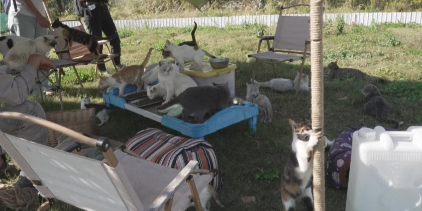 China's animal lovers fight illegal cat meat trade | Myanmar ...