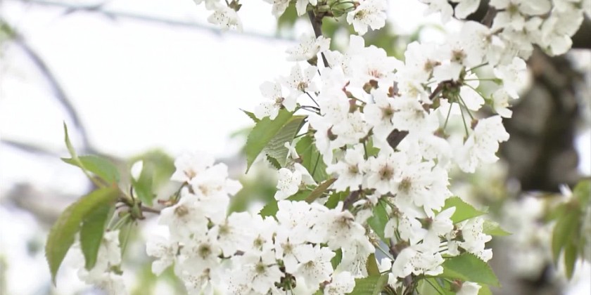 Japanese cherry farmers busy with artificial pollination | Myanmar ...