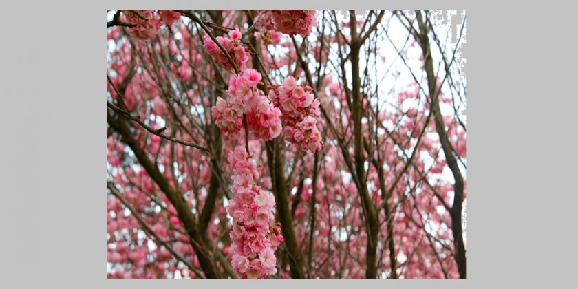 Cherry blossoms in full bloom in Kunming | Myanmar International TV