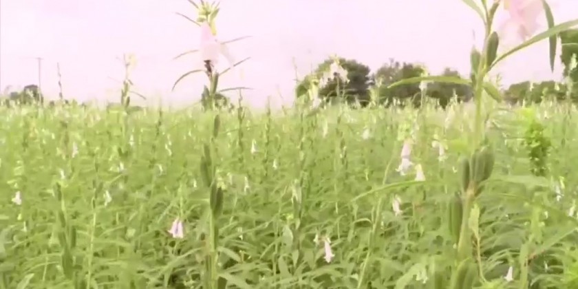 Sesame Exportation: Myanmar mainly exports to China | Myanmar ...