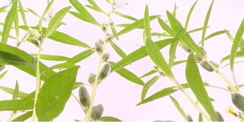 Sesame Exportation: Myanmar mainly exports to China | Myanmar ...