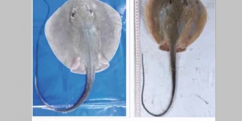 Freshwater stingrays: New fish species in Magway Region | Myanmar ...