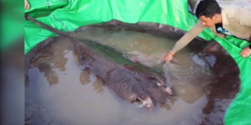 Freshwater stingrays: New fish species in Magway Region | Myanmar ...