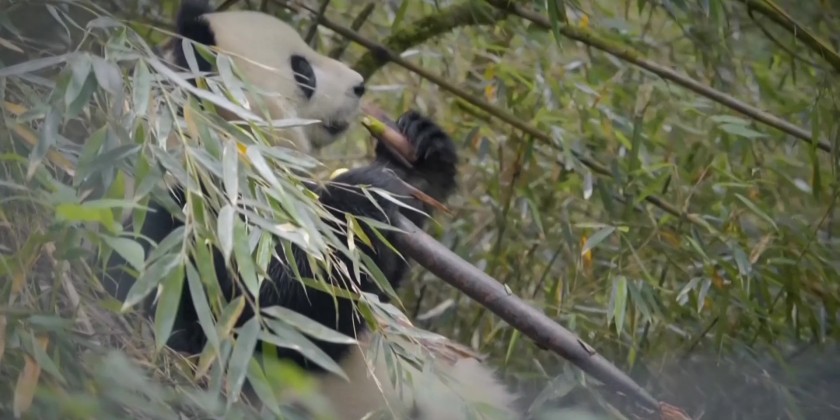 Giant pandas wild training | Myanmar International TV