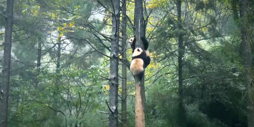 Giant pandas wild training | Myanmar International TV