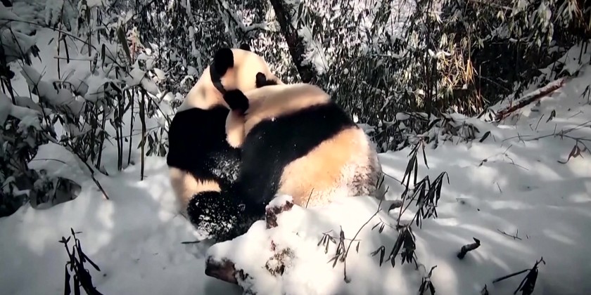 Giant pandas wild training | Myanmar International TV