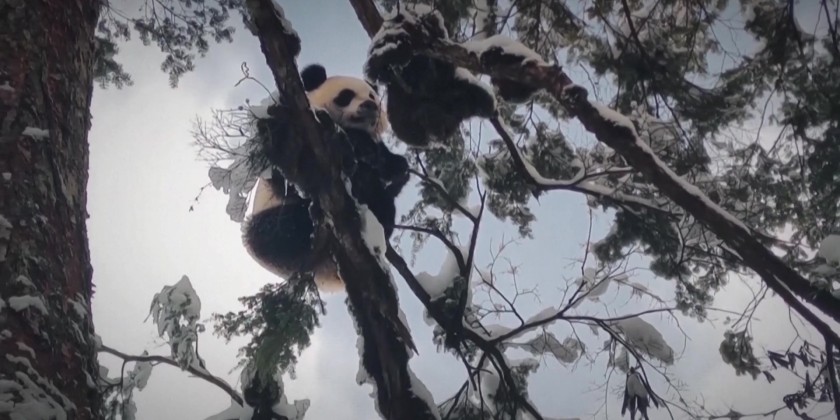 Giant pandas wild training | Myanmar International TV