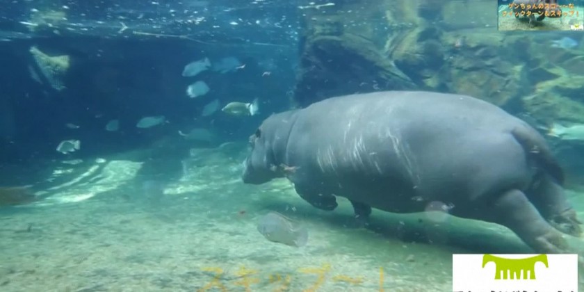 He hippo in Japan zoo turns out to be a she | Myanmar International TV