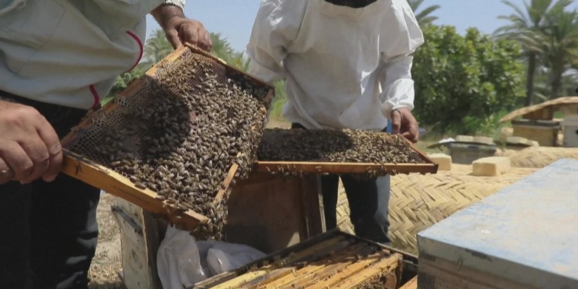 Iraqi bees battle drought to produce honey | Myanmar International TV