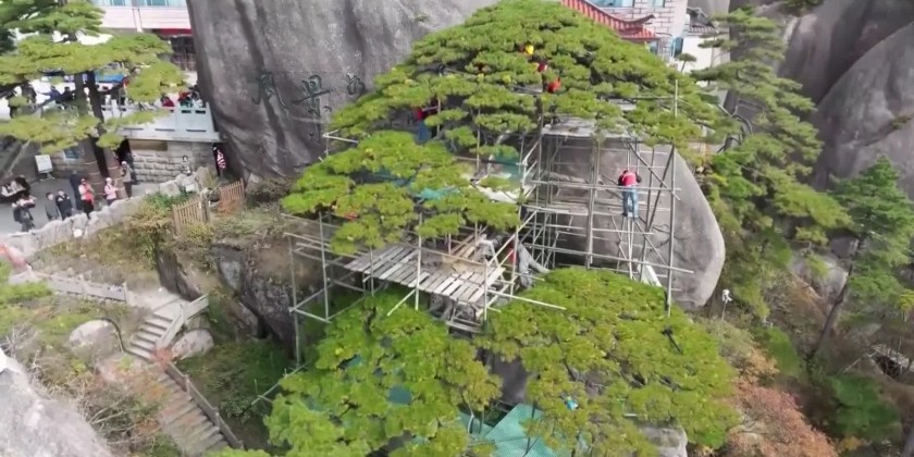 Iconic pine undergoes comprehensive examination | Myanmar International TV