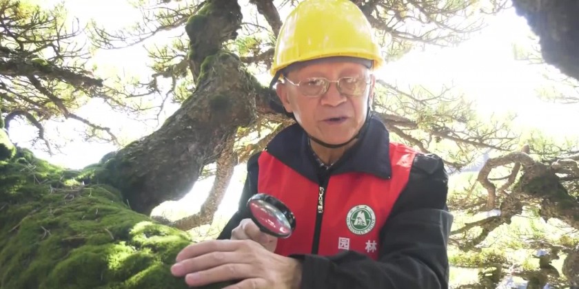 Iconic pine undergoes comprehensive examination | Myanmar International TV