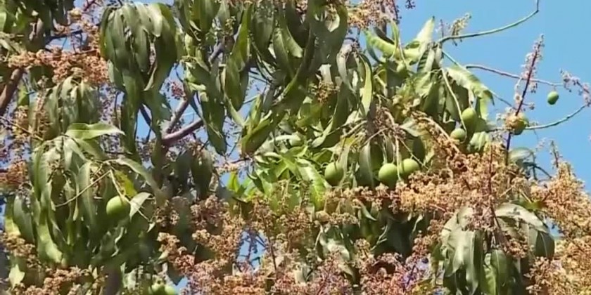 Mango Market: Local market price increased compared to the previous ...