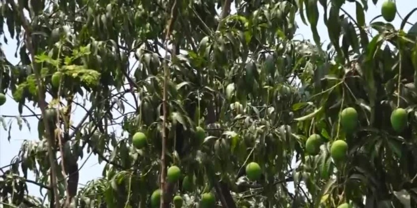 Mango Market: Local market price increased compared to the previous ...