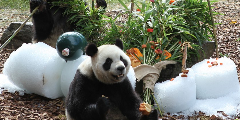 Giant panda twins celebrate 4th birthday in Belgium | Myanmar ...