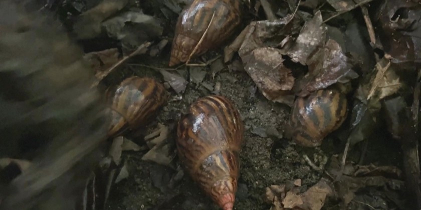 Giant snail farming booms in the Ivory Coast | Myanmar International TV