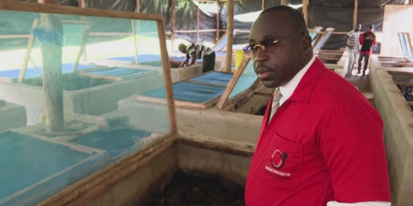 Giant snail farming booms in the Ivory Coast | Myanmar International TV