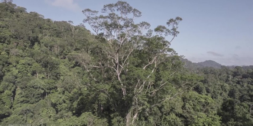 Researchers find Brazilian Amazon's tallest tree | Myanmar International TV