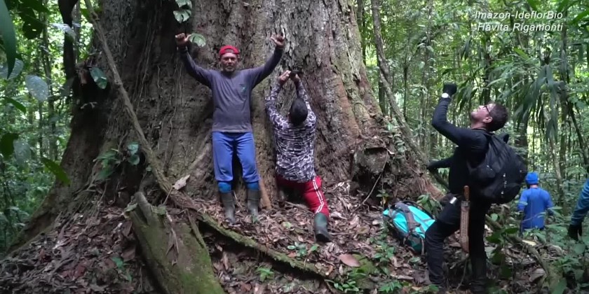 Researchers find Brazilian Amazon's tallest tree | Myanmar International TV