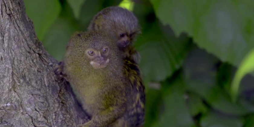 New baby of world's smallest primate born in Vienna | Myanmar ...