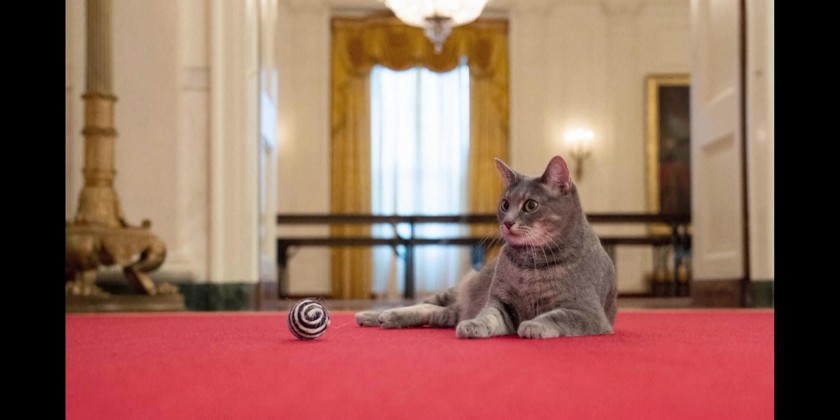 Bidens welcome cat named Willow to the White House | Myanmar ...