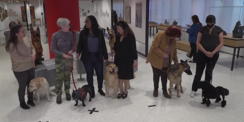 Poodles pop in popularity, Labs still No. 1 US dog | Myanmar ...