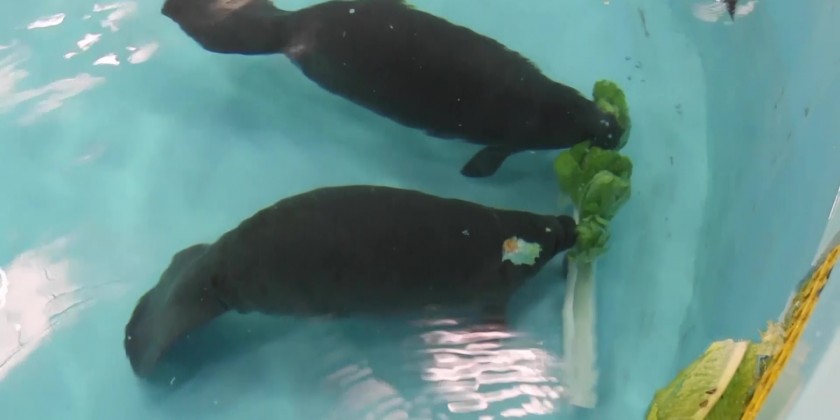 Orphaned manatees doing well in Georgia | Myanmar International TV