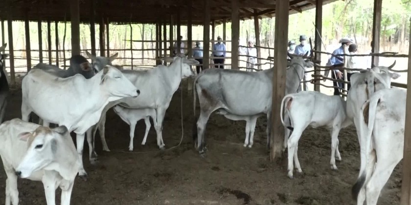 Livestock Sector: Dy. Minister for MOALI inspects the Breeding Farms ...