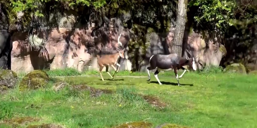 Rare baby bontebok antelope makes Oregon Zoo debut | Myanmar ...
