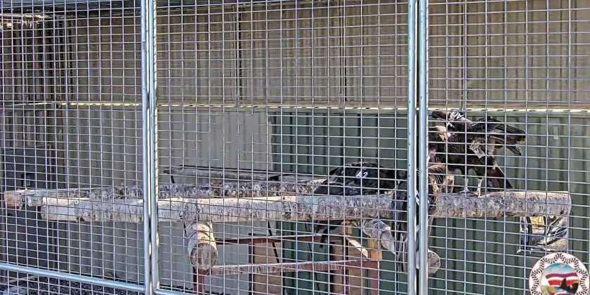 Pair of captive condors released in California | Myanmar International TV