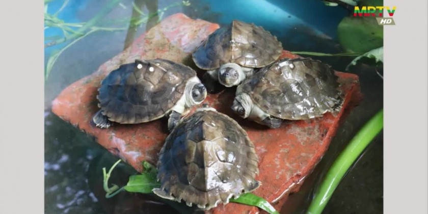 Endangered Species: Myanmar Roofed Turtles & Golden Deer Conserved ...