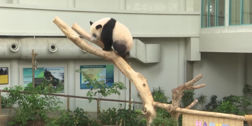 Kuala Lumpur zoo celebrates panda's first birthday | Myanmar ...