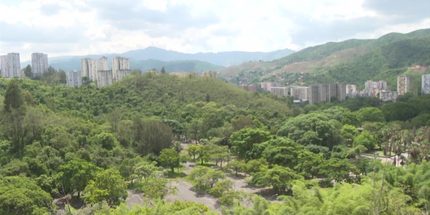 Rare white lions find new home at Venezuelan Zoo | Myanmar International TV