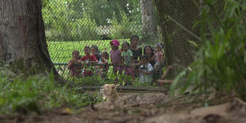 Rare white lions find new home at Venezuelan Zoo | Myanmar International TV