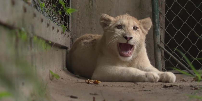 Rare white lions find new home at Venezuelan Zoo | Myanmar International TV