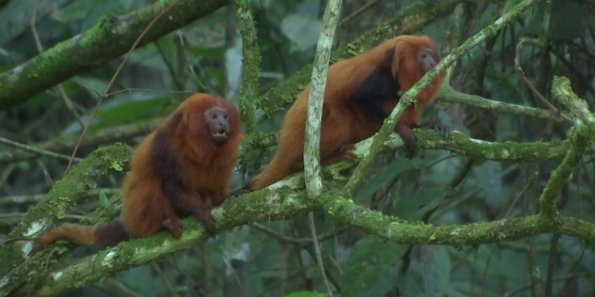 Small maned monkeys thrive in Brazilian reserve | Myanmar International TV