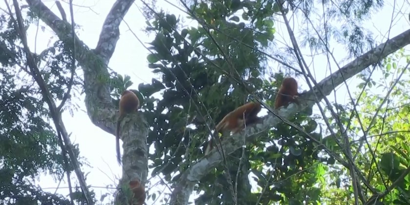Small maned monkeys thrive in Brazilian reserve | Myanmar International TV