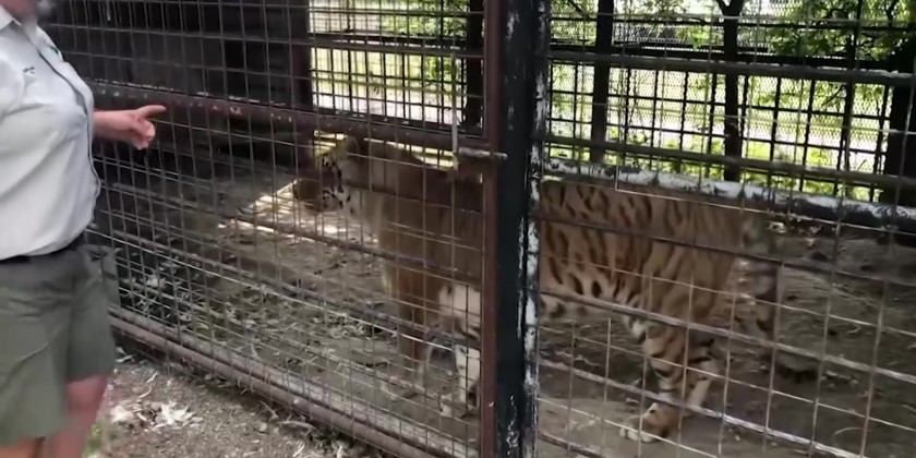 Rescued tigers get much-needed care and a new home | Myanmar ...