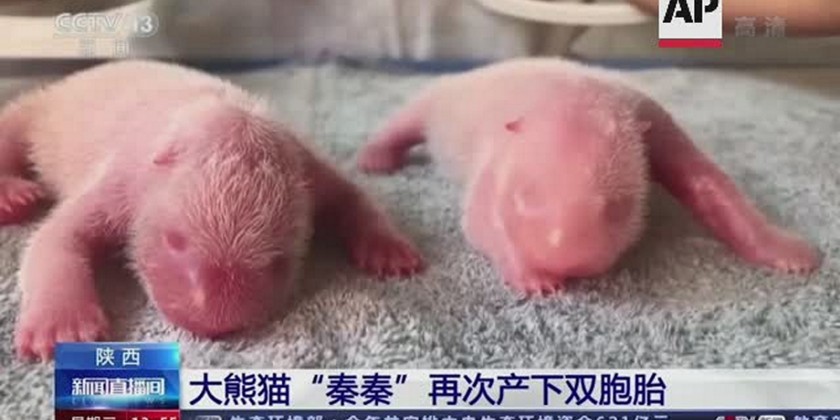Giant panda Qin Qin gives birth to twin cubs in China | Myanmar ...