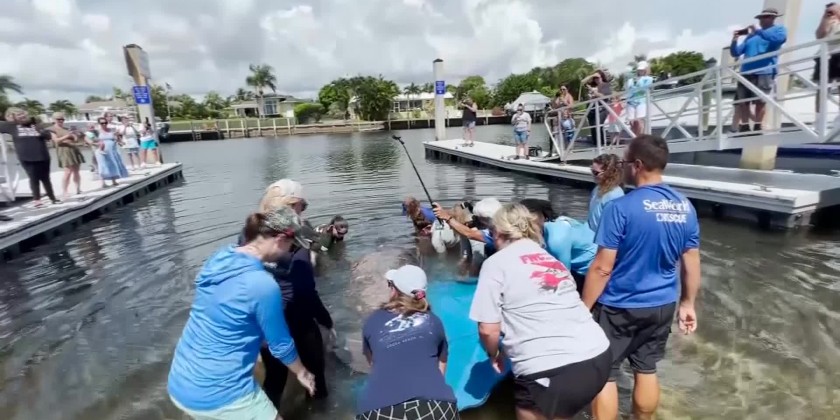 Rehabilitated manatee released in Florida | Myanmar International TV