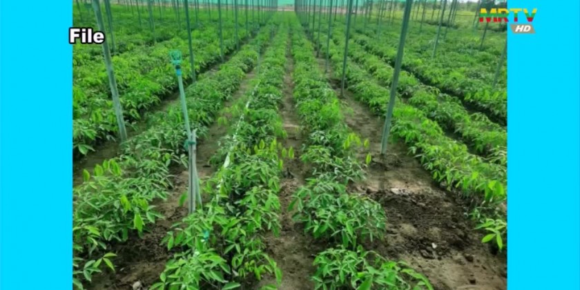 High Yield Rubber Strains: Perennial Crops Division Will Distribute To ...