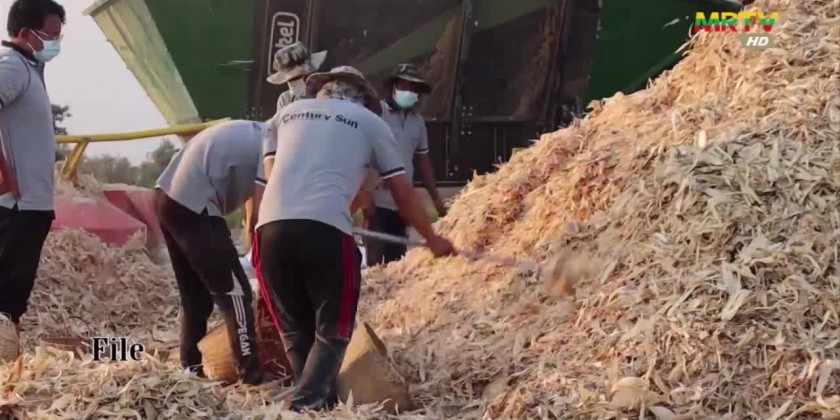 Exporting Maize Silage to China: DOA Provides Training For GAP To Maize ...