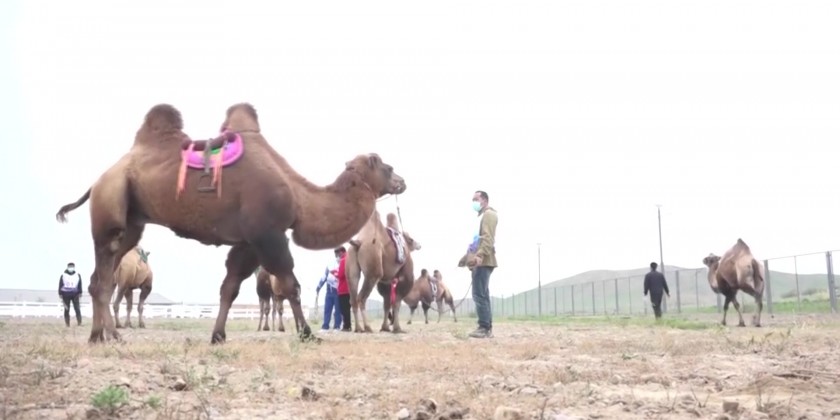 Camel race kicks off in NW China's Xinjiang | Myanmar International TV