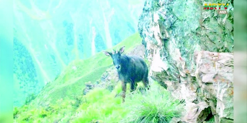 Mt. Phonkanrazi: Phonkanrazi Wildlife Sanctuary in Putao | Myanmar ...