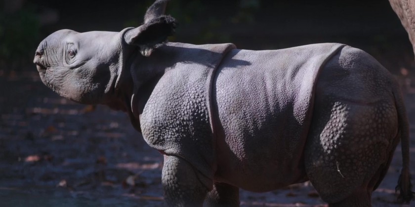 Rare birth of rhino calf caught on camera at zoo | Myanmar International TV