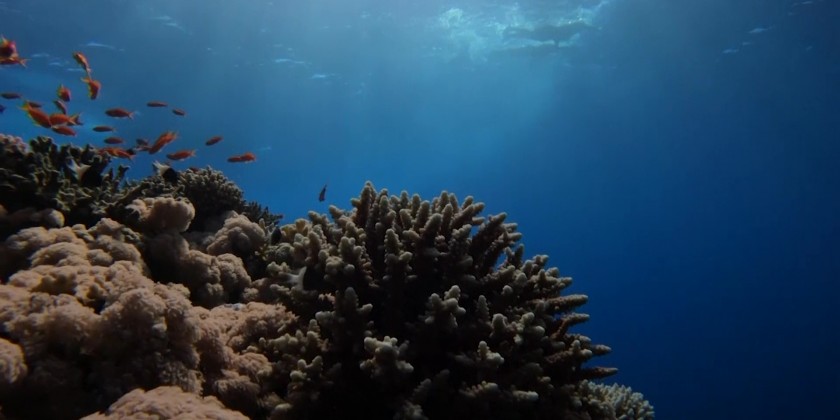 Activist swims Red Sea, urges protection of coral reefs | Myanmar ...