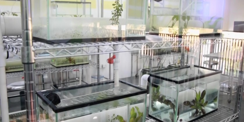 Mexico zoo opens centre dedicated to Axolotl | Myanmar International TV