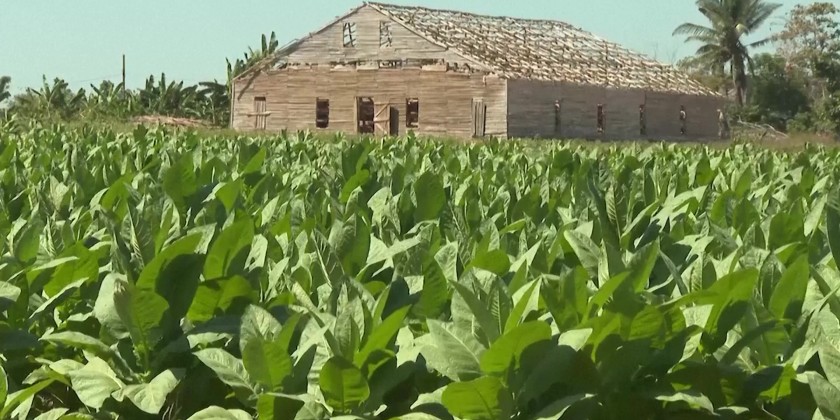 Cuban tobacco industry rebounds after hurricane | Myanmar International TV
