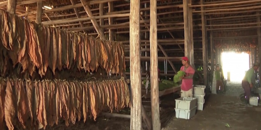 Cuban tobacco industry rebounds after hurricane | Myanmar International TV